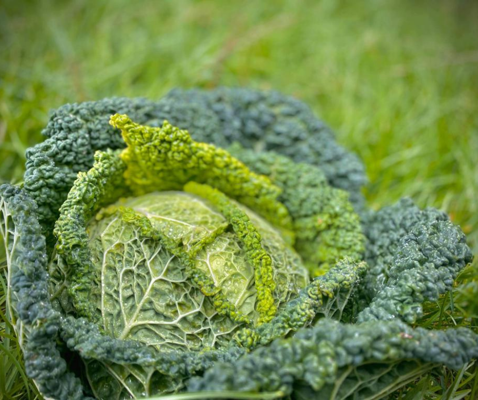 Home Grown Cabbage | Bramblebee Farm – Bramblebee Farms